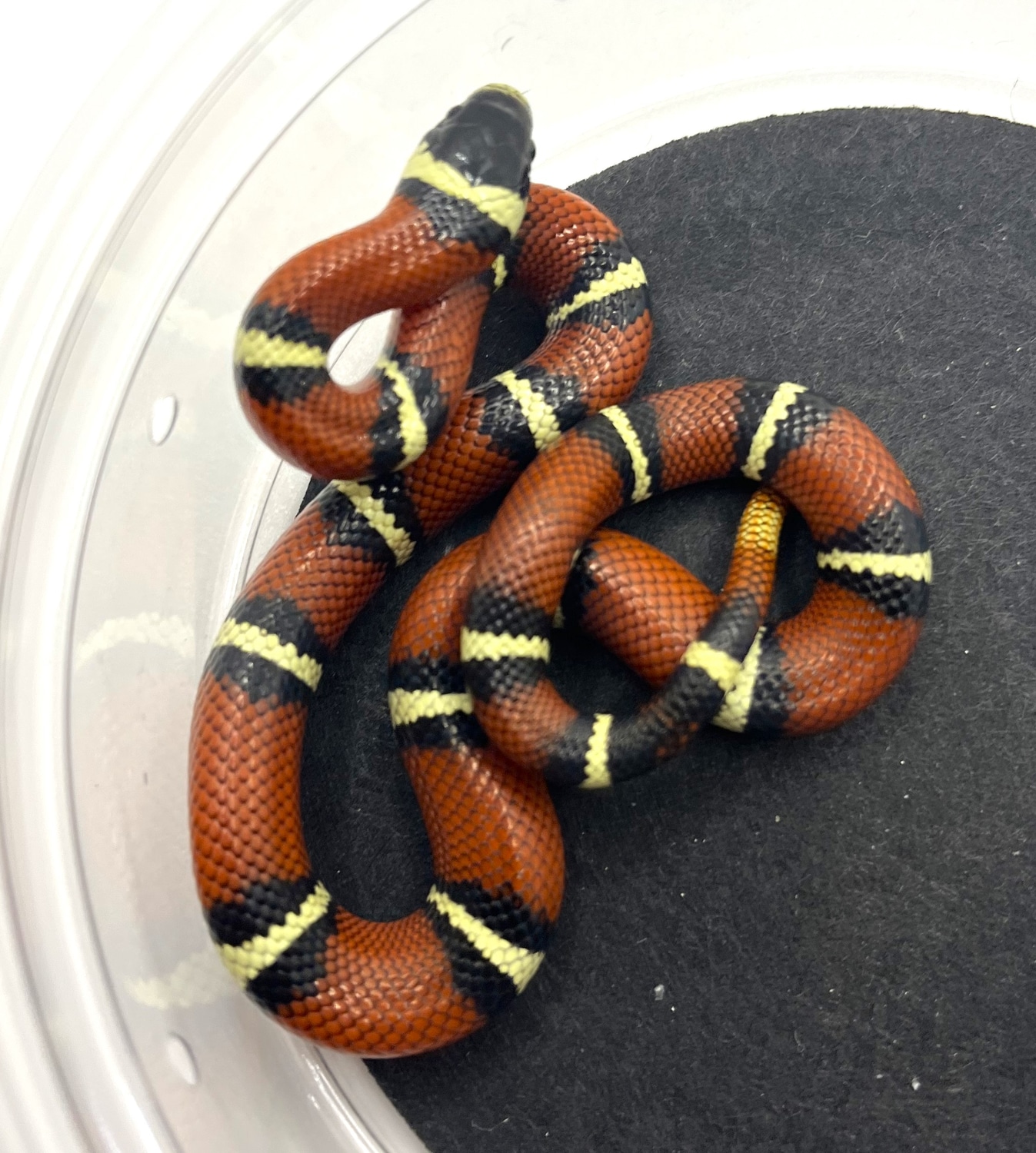 Het Albino Nelson's Milk Snake by Snakes Of Art - MorphMarket