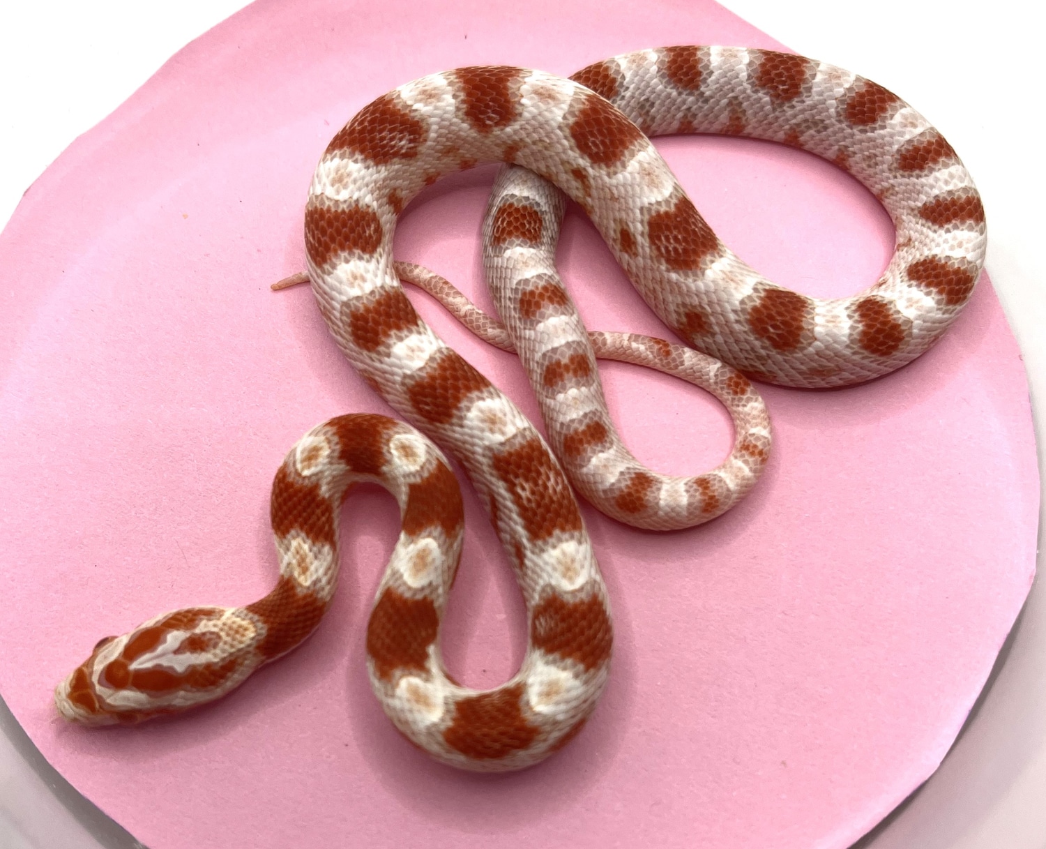 Candy Cane Corn Snake by Snakes Of Art - MorphMarket