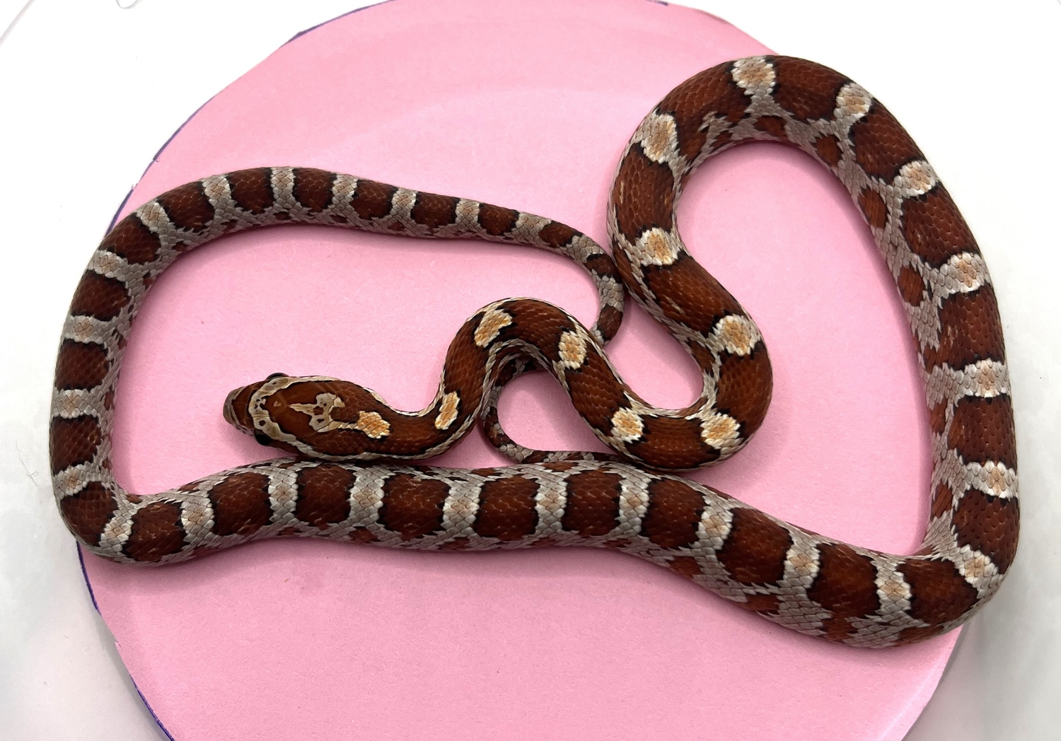 Classic - 100% Het Palmetto (DNA SEXED - Female) Corn Snake by Snakes ...