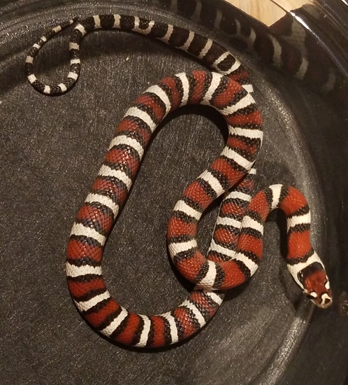 Pyrocorn HYBRID More Colubrid by Snakes Of Art