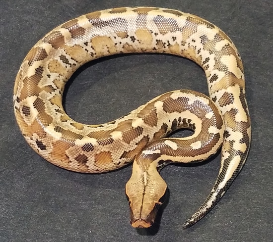 Matrix - Blood/Sumatran Intergrade Sumatran Short-Tailed Python by ...