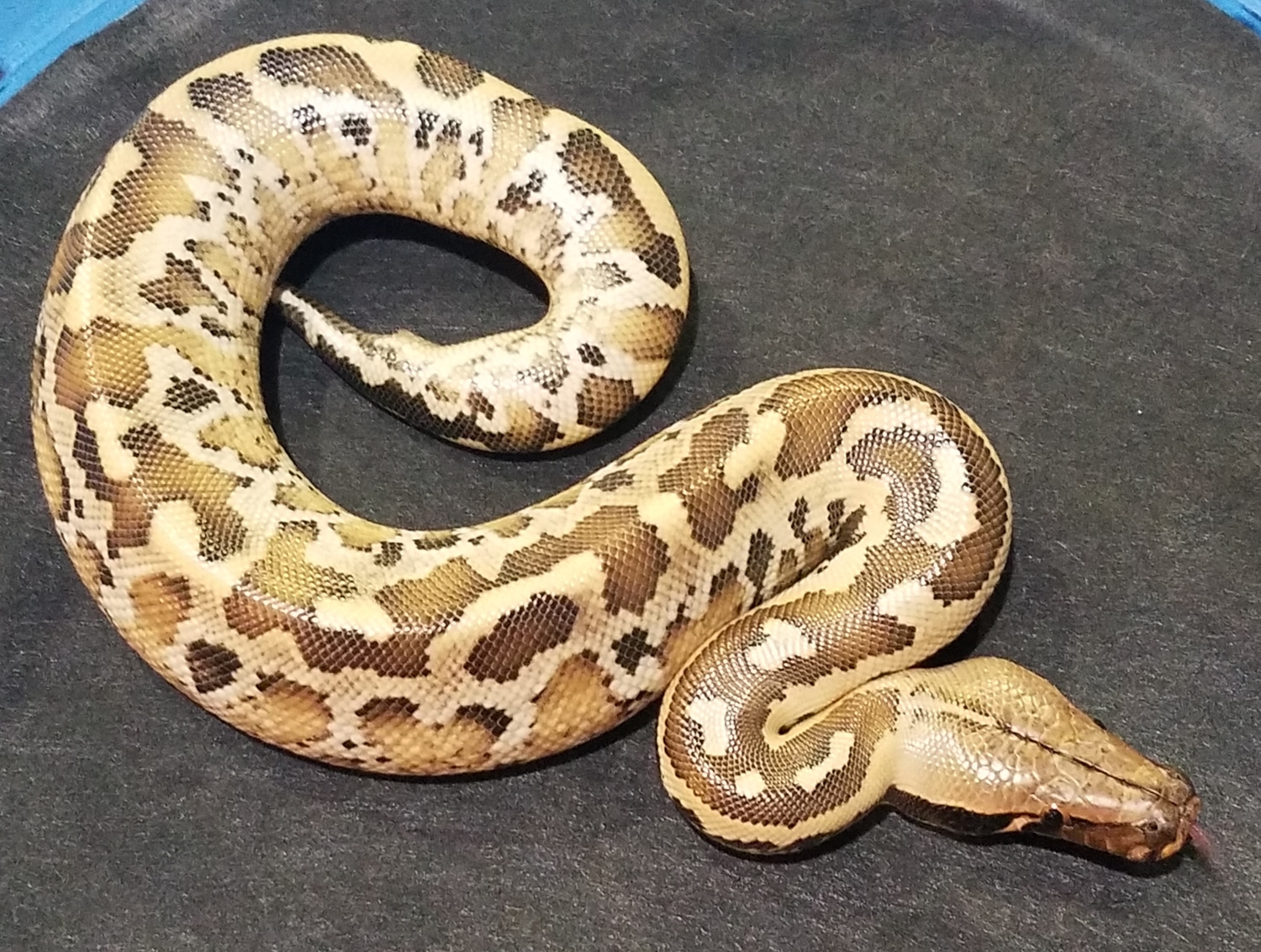 Matrix - Blood/Sumatran Intergrade Sumatran Short-Tailed Python by ...