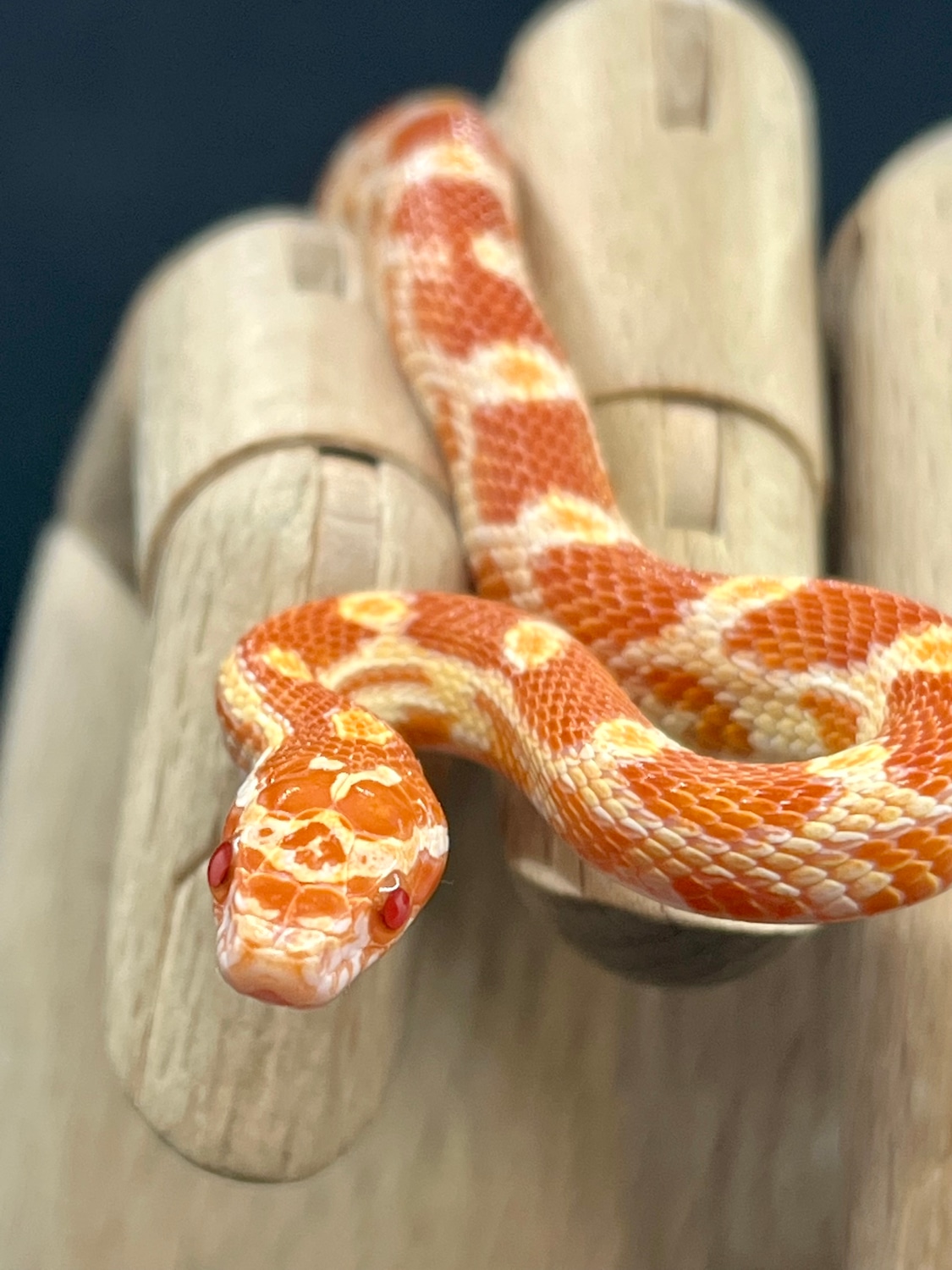 Amelanistic - 100% Het Palmetto Corn Snake by Snakes Of Art - MorphMarket