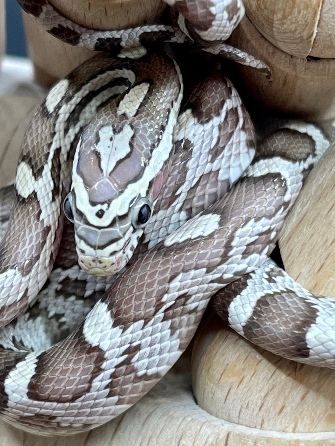 Ghost Corn Snake by Snakes Of Art - MorphMarket