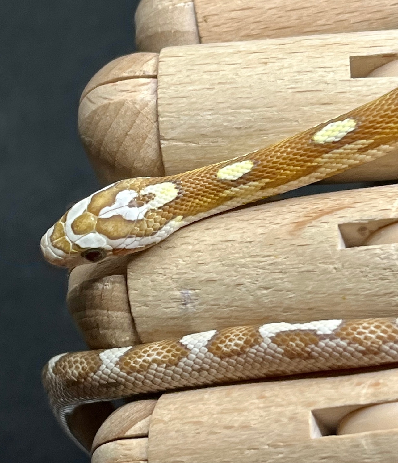 Golddust Motley/Stripe Corn Snake by Snakes Of Art - MorphMarket