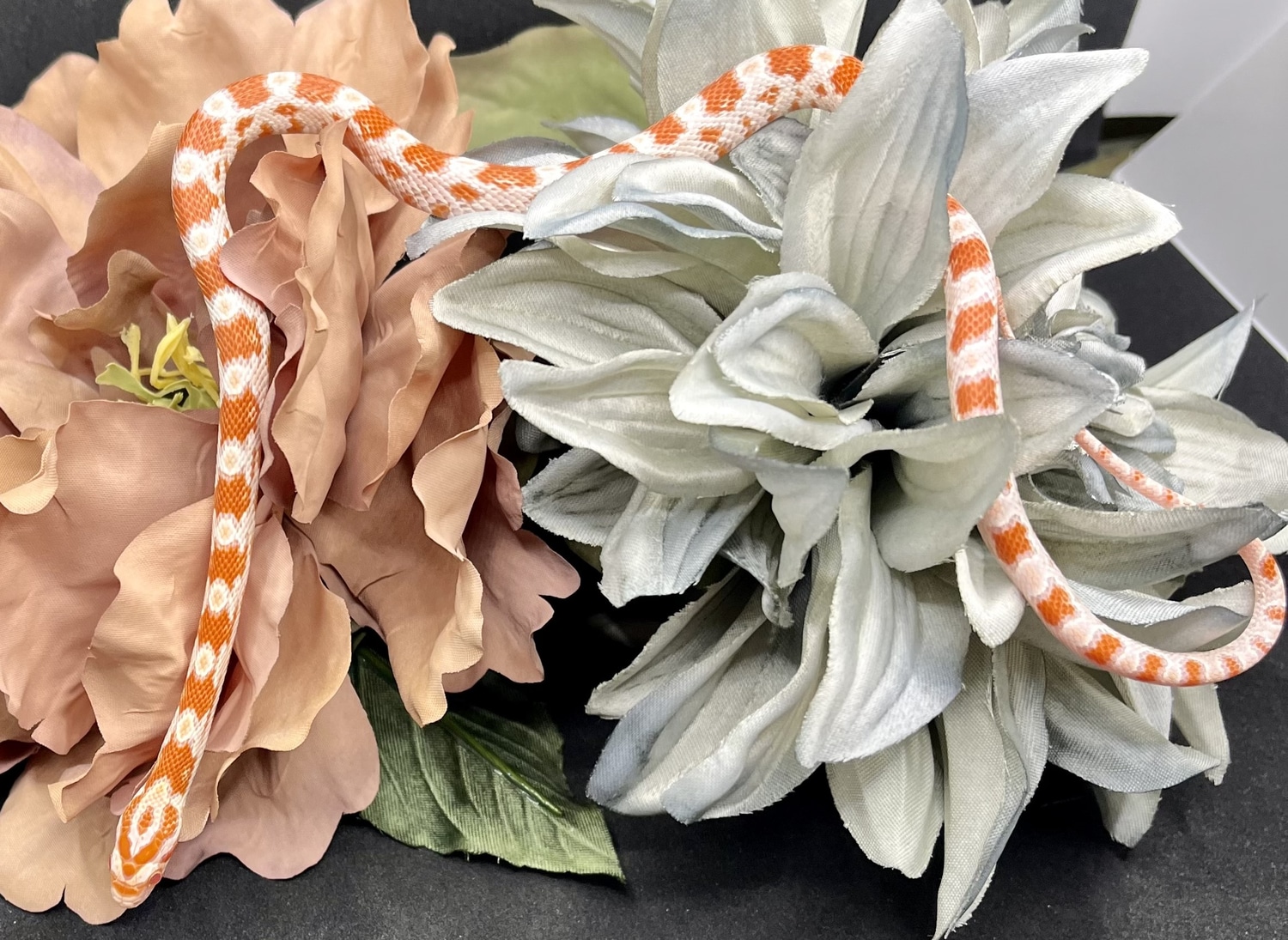 Candy Cane Corn Snake by Snakes Of Art - MorphMarket