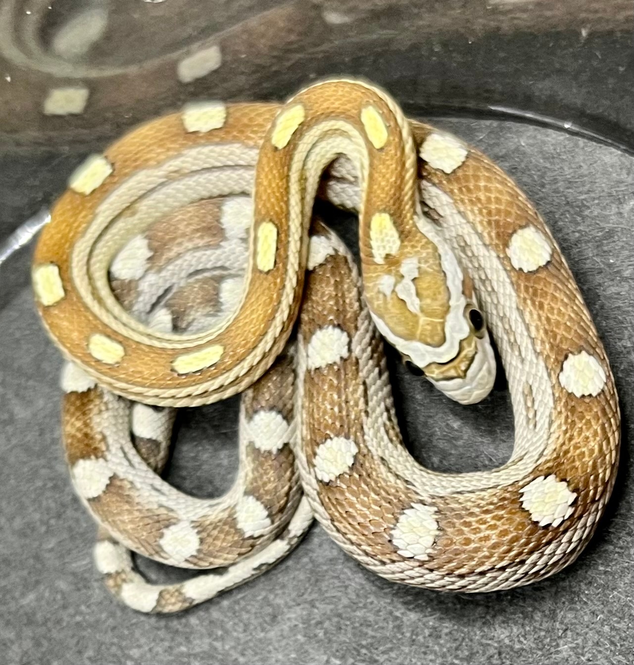 Caramel Motley Corn Snake by Snakes Of Art - MorphMarket