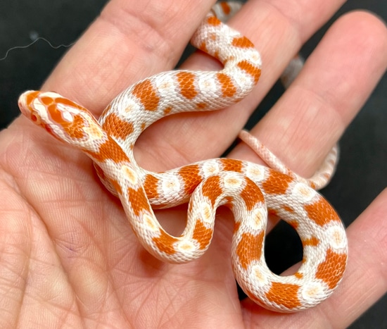 Candy Cane DNA Sexed Female Corn Snake by Snakes Of Art - MorphMarket