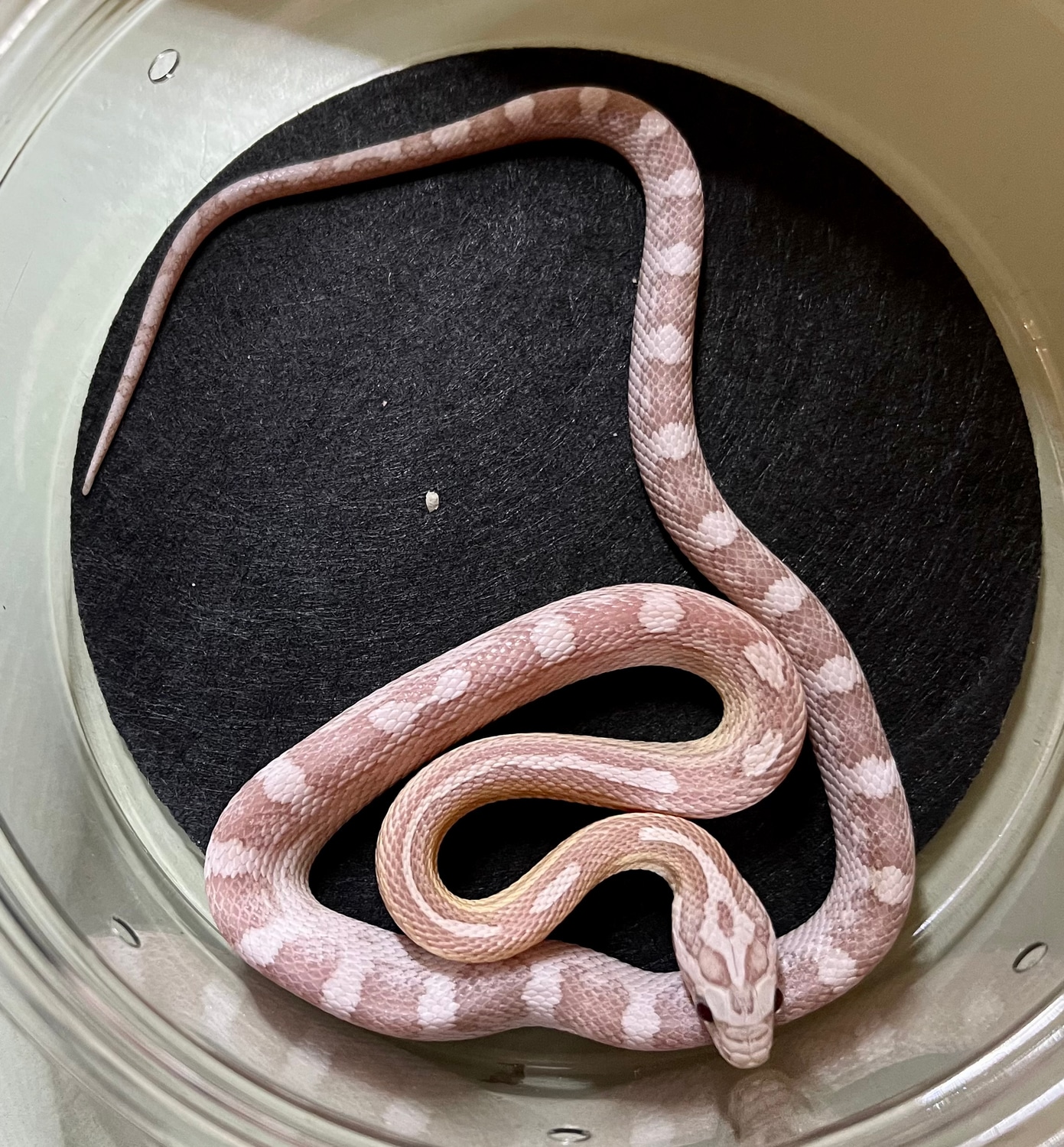 Ultramel Anerythristic Motley Corn Snake by Snakes Of Art - MorphMarket