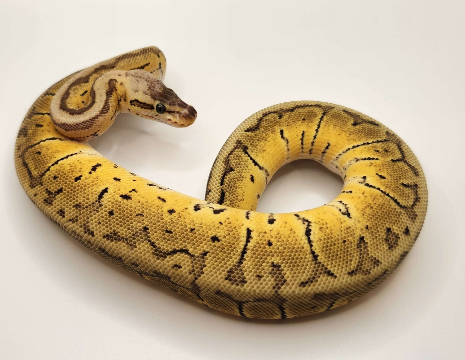 Superblast 100% Het Ghost Ball Python by Snakes Of Art - MorphMarket
