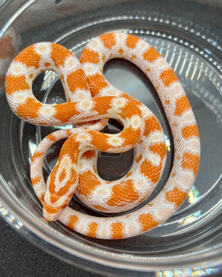 Candy Cane Corn Corn Snake by Snakes Of Art