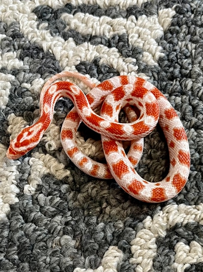 Candy Cane Corn Snake by Snakes Of Art