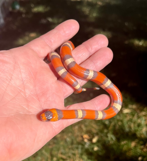Hypo Tri-Color Honduran Milk Snake by Snakes Of Art
