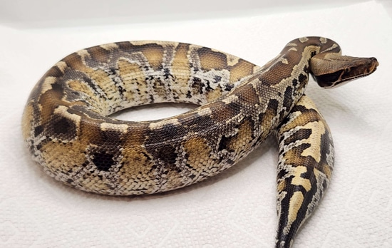 Matrix 50% PH T-Neg - HYBRID *PAIR* Sumatran Short Tail/Malaysian Blood ...