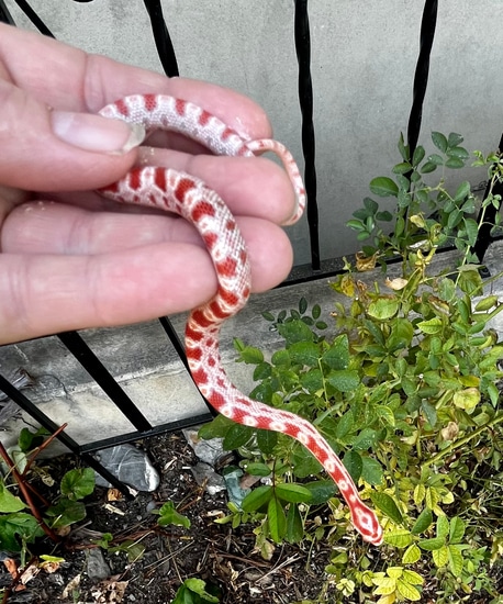 Candy Cane Corn Snake by Snakes Of Art