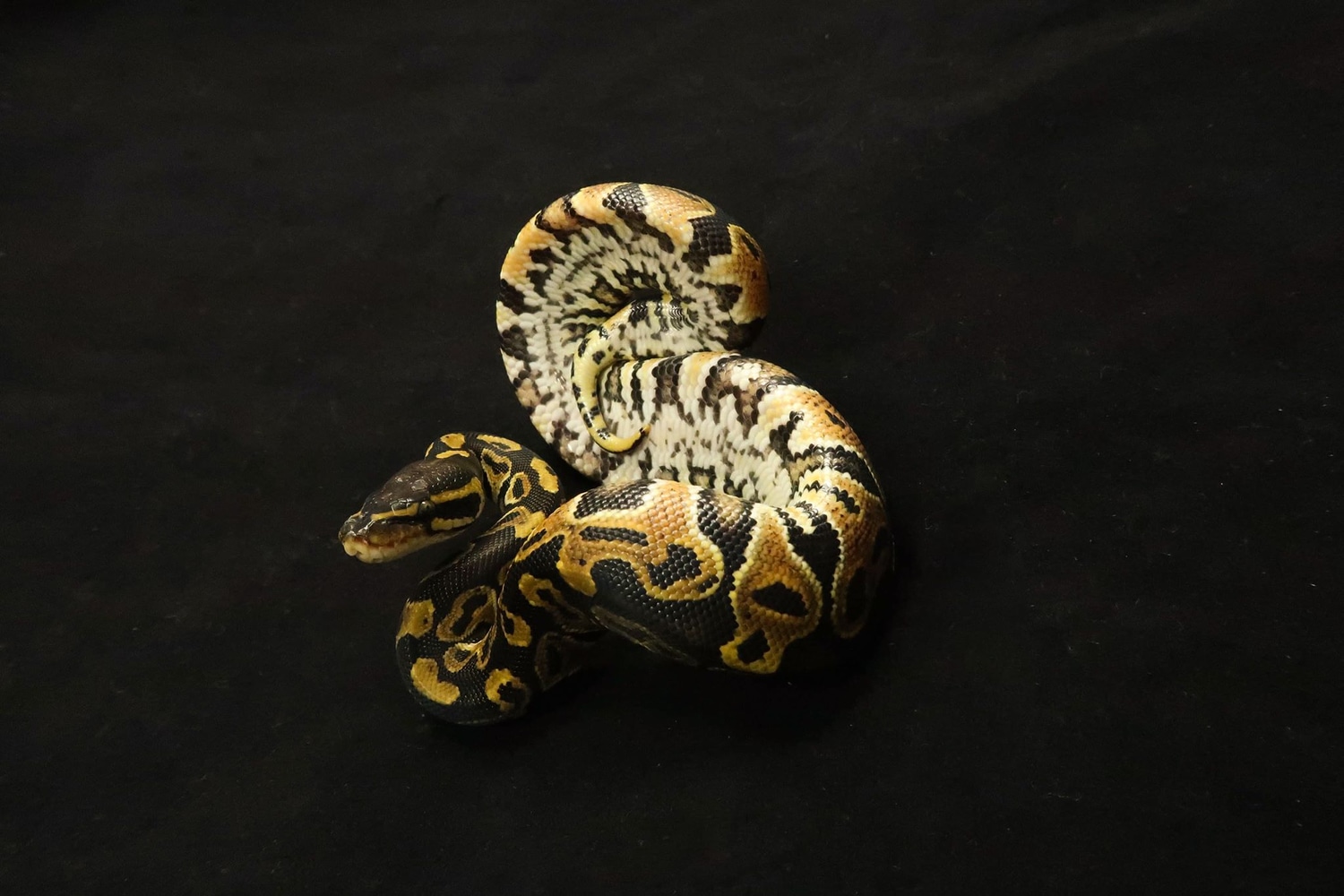 Hurricane Ball Python by Snakes on the Plain - MorphMarket