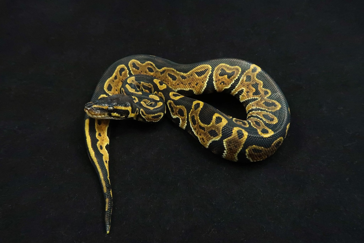 Hurricane Ball Python by Snakes on the Plain - MorphMarket