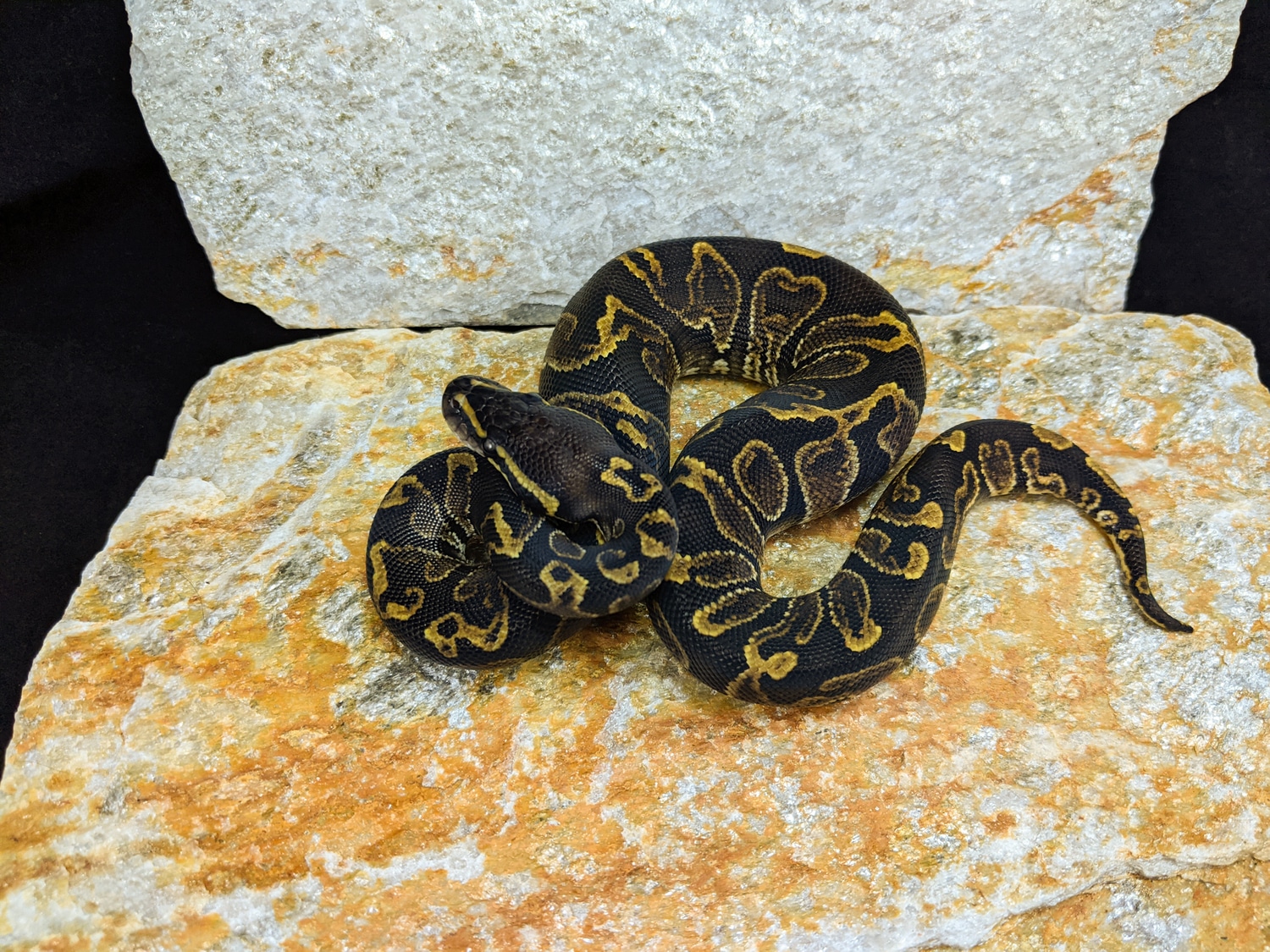 Hurricane GHI Ball Python by Snakes on the Plain - MorphMarket