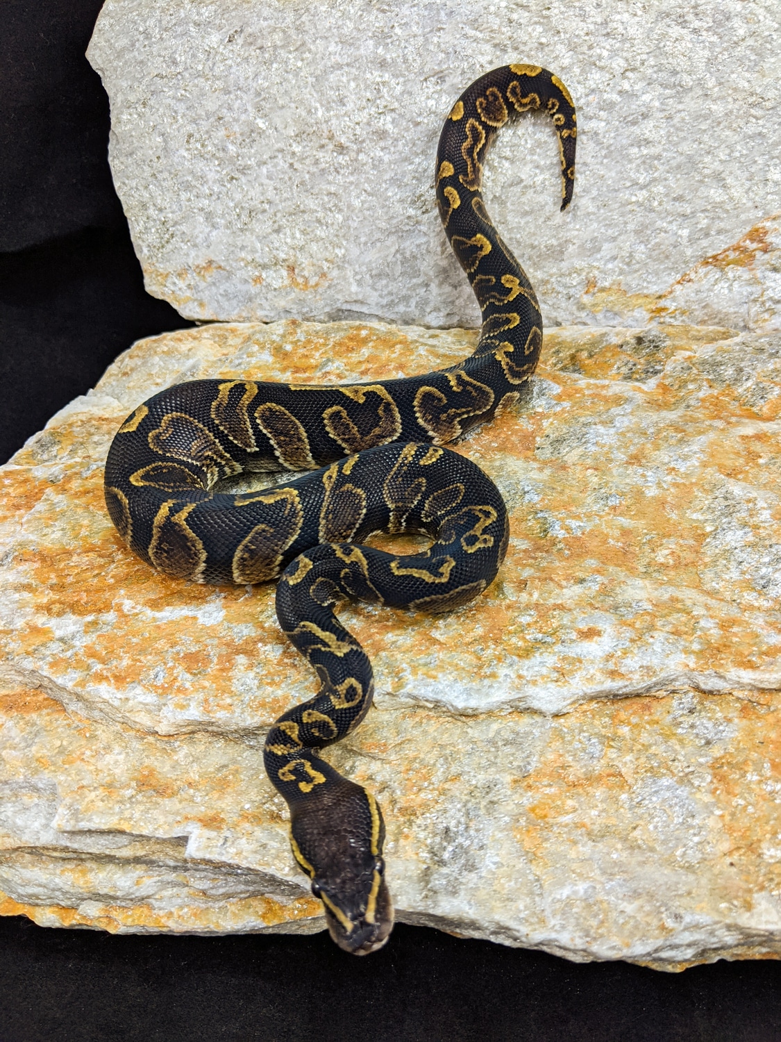 Hurricane GHI Ball Python by Snakes on the Plain - MorphMarket