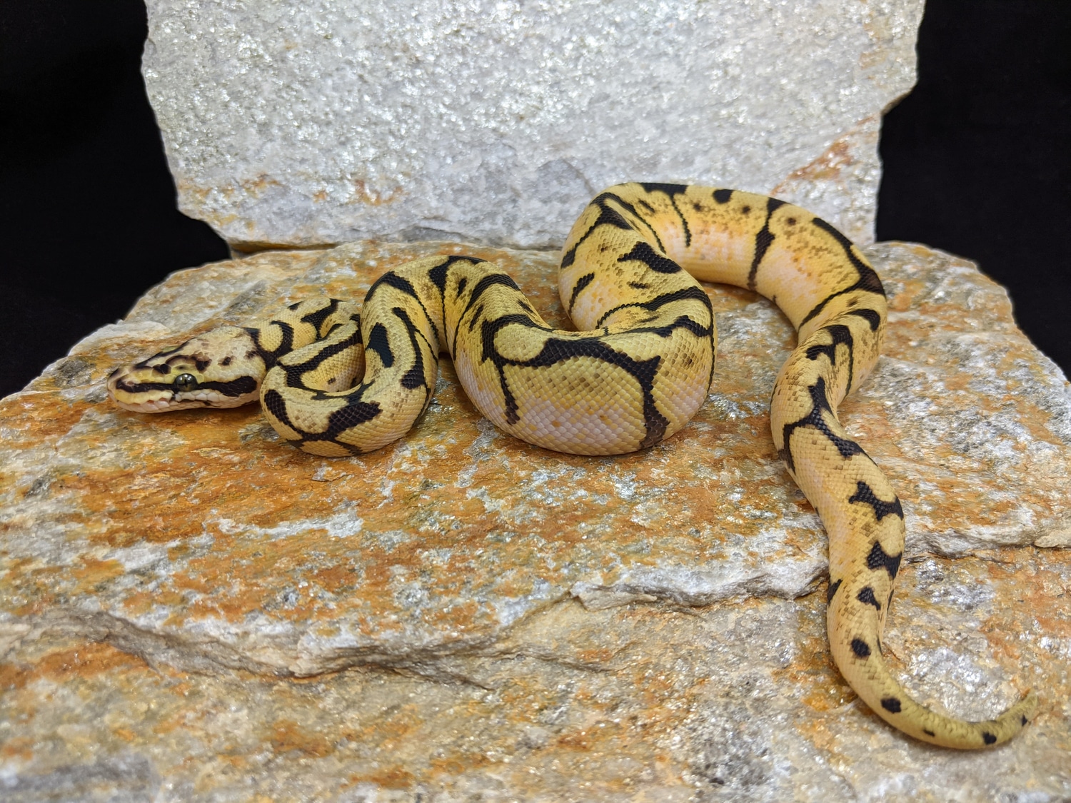 Bumblebee Het Desert Ghost Ball Python by Snakes on the Plain - MorphMarket