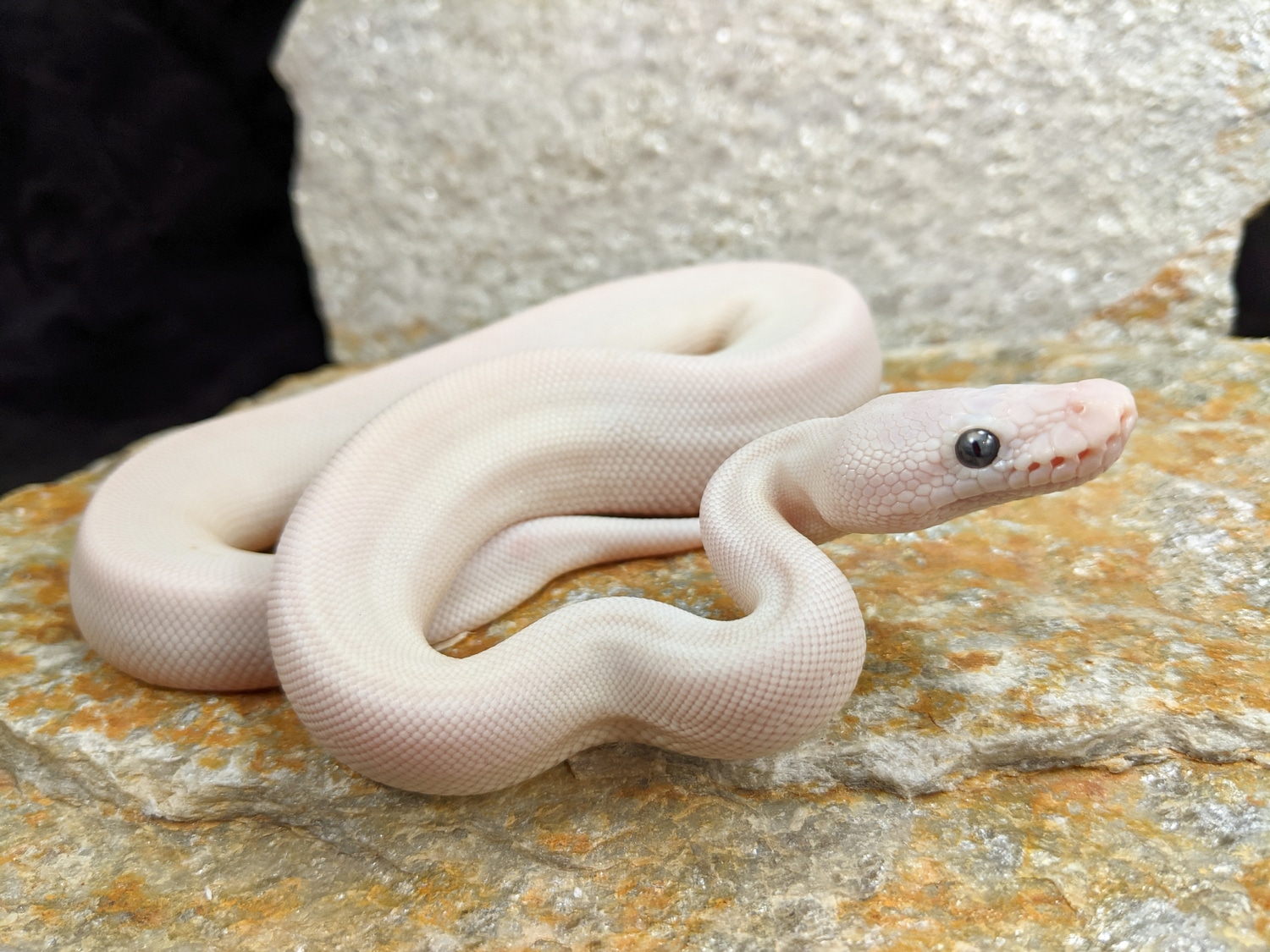 Lesser Mystic 100% Het Lavender Albino Probable Cinnamon Possible ...