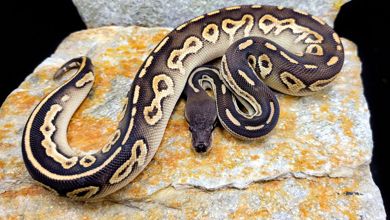 Cinnamon Mojave 100% Lavender Albino Ball Python by Snakes on the Plain ...