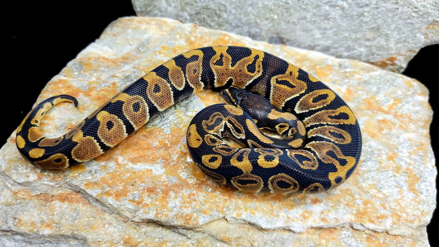 Hurricane Ball Python by Snakes on the Plain - MorphMarket
