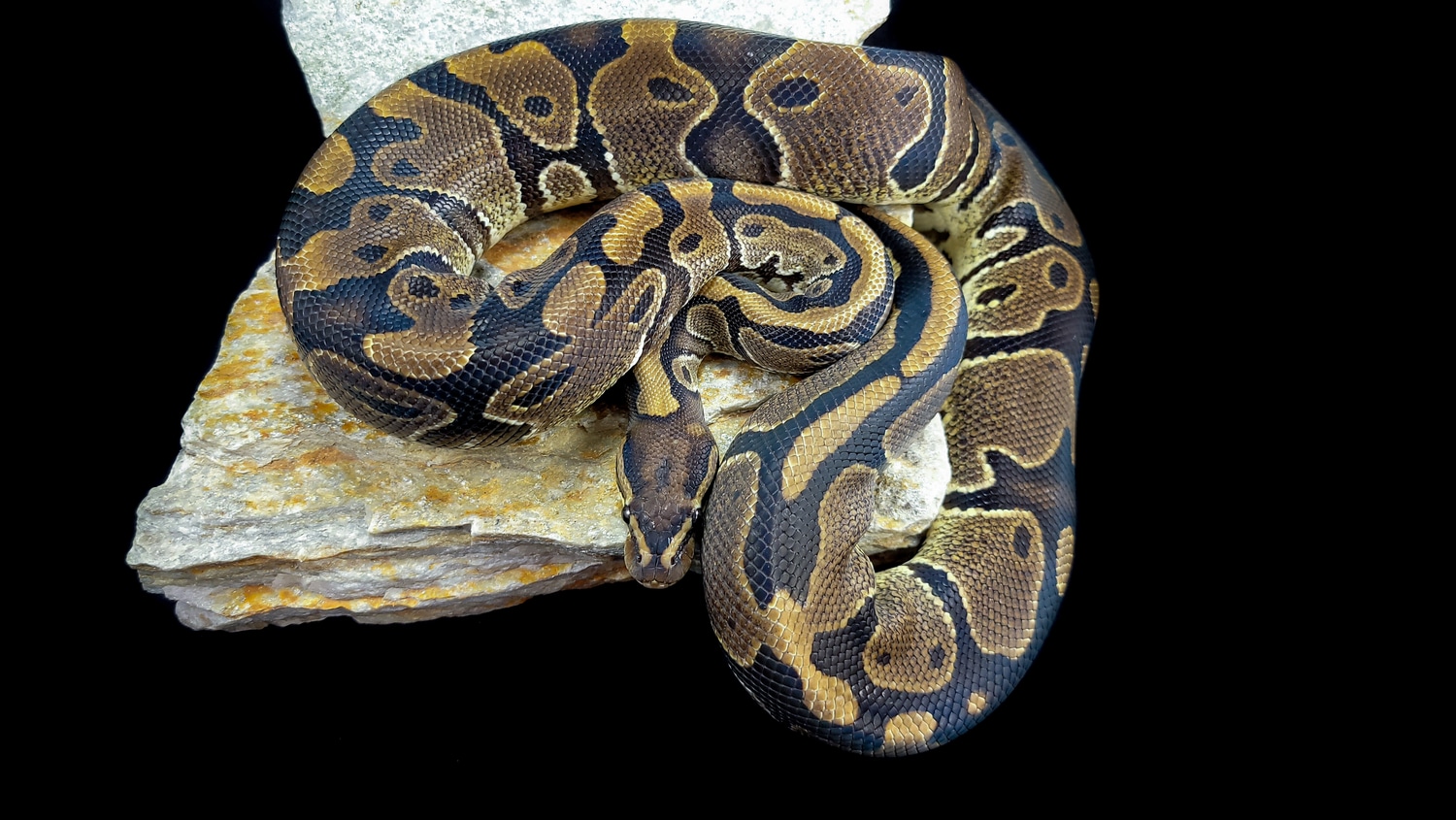 Het Pied READY TO BREED Ball Python by Snakes on the Plain - MorphMarket