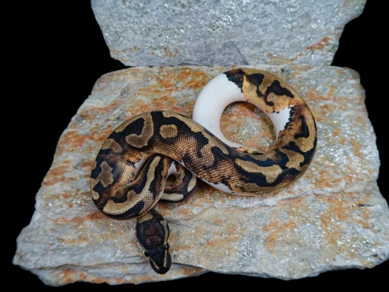 GHI Pied Poss Orange Dream Ball Python by Snakes on the Plain