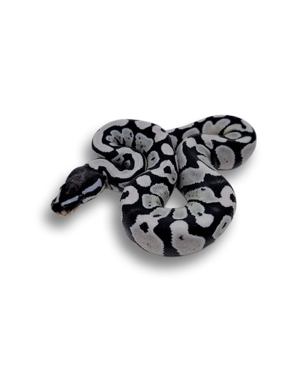 Desert Ghost TSK Axanthic Ball Python by Snakes on the Plain