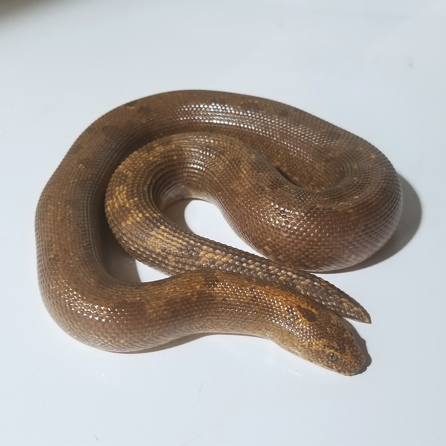 Dominant Stripe Kenyan Sand Boa by SnakeSpot - MorphMarket