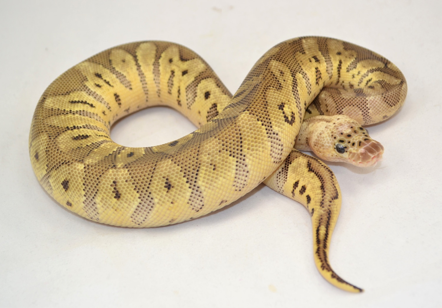 Pastel Vanilla Hidden Gene Woma Clown Ball Python by snakesRkewl ...