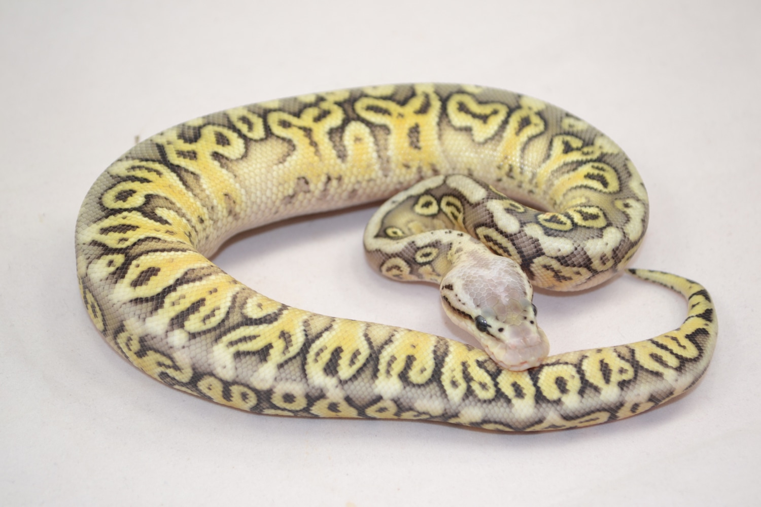 Super Pastel Vanilla Hidden Gene Woma Het Clown Ball Python by ...