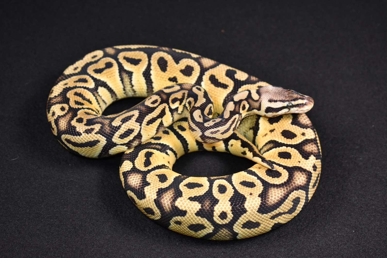 Super Pastel Het Red Axanthic Pos Het Clown Ball Python by snakesRkewl ...
