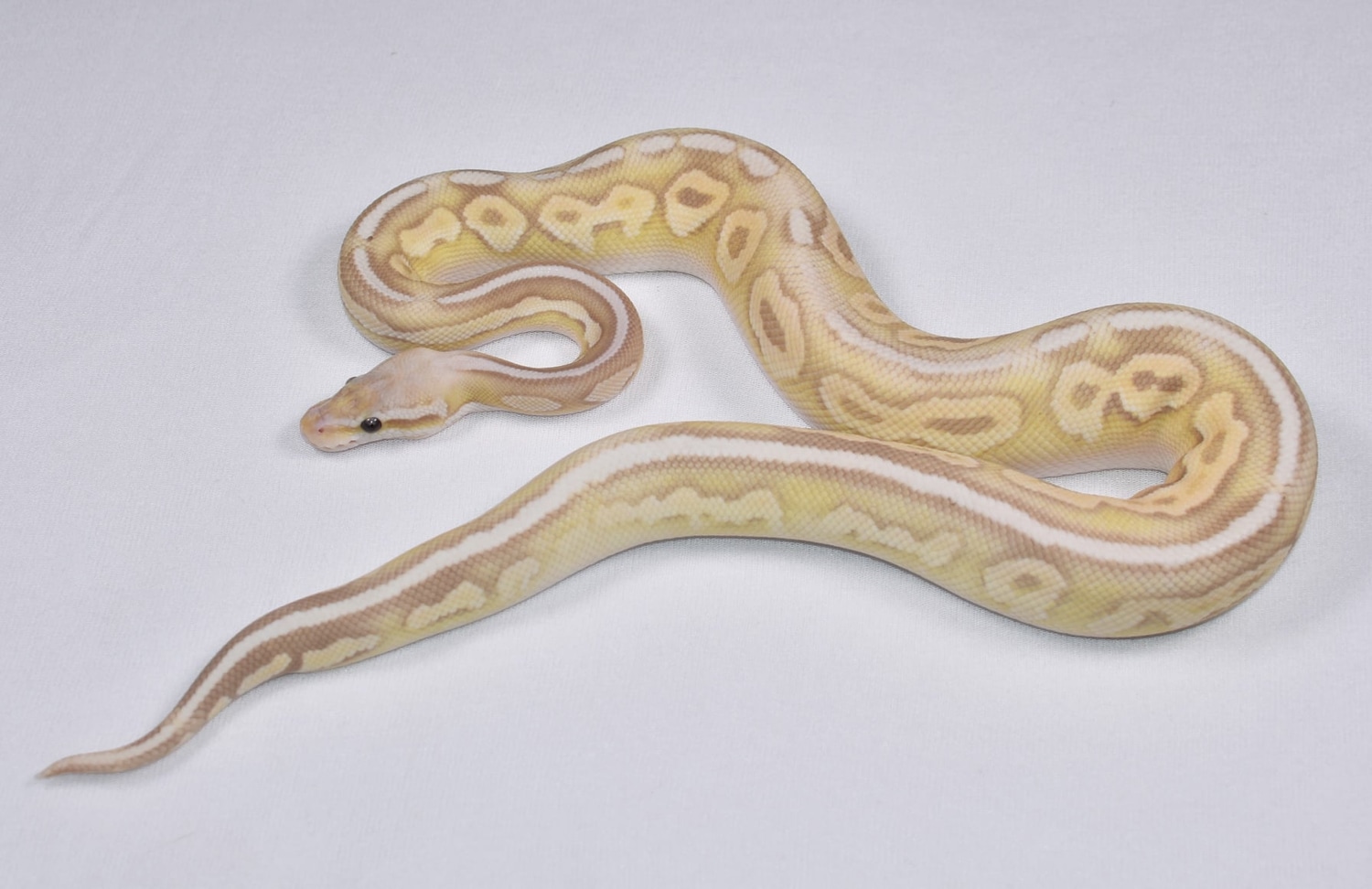 Banana Pewter Mojave Pos Yb Ball Python by snakesRkewl - MorphMarket