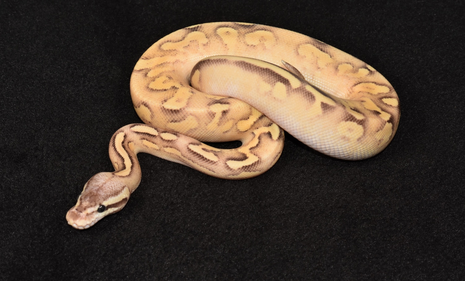 Pastel Mojave Sugar Fire Yellow Belly Ball Python by snakesRkewl ...