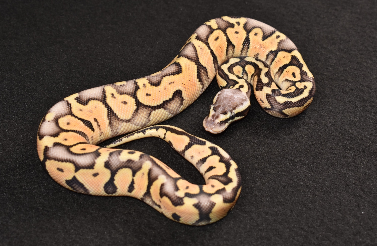 Firefly Hi Intensity Line Orange Dream 66% Pos Het Orange Ghost Ball ...