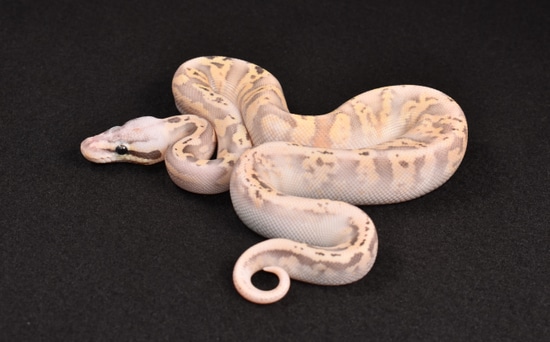 Ultrafly Hi Intensity Line Orange Dream Ghost Ball Python by snakesRkewl