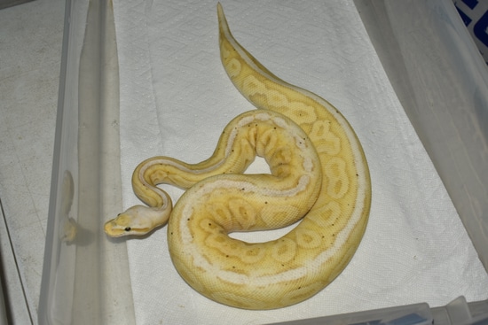 Banana Pewter Pos Specter Or Yellow Belly Ball Python by snakesRkewl
