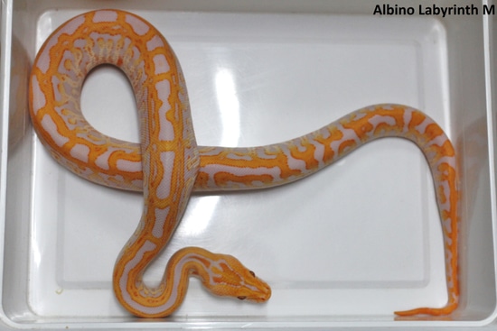 Albino Labyrinth Burmese Python by SnakesSK