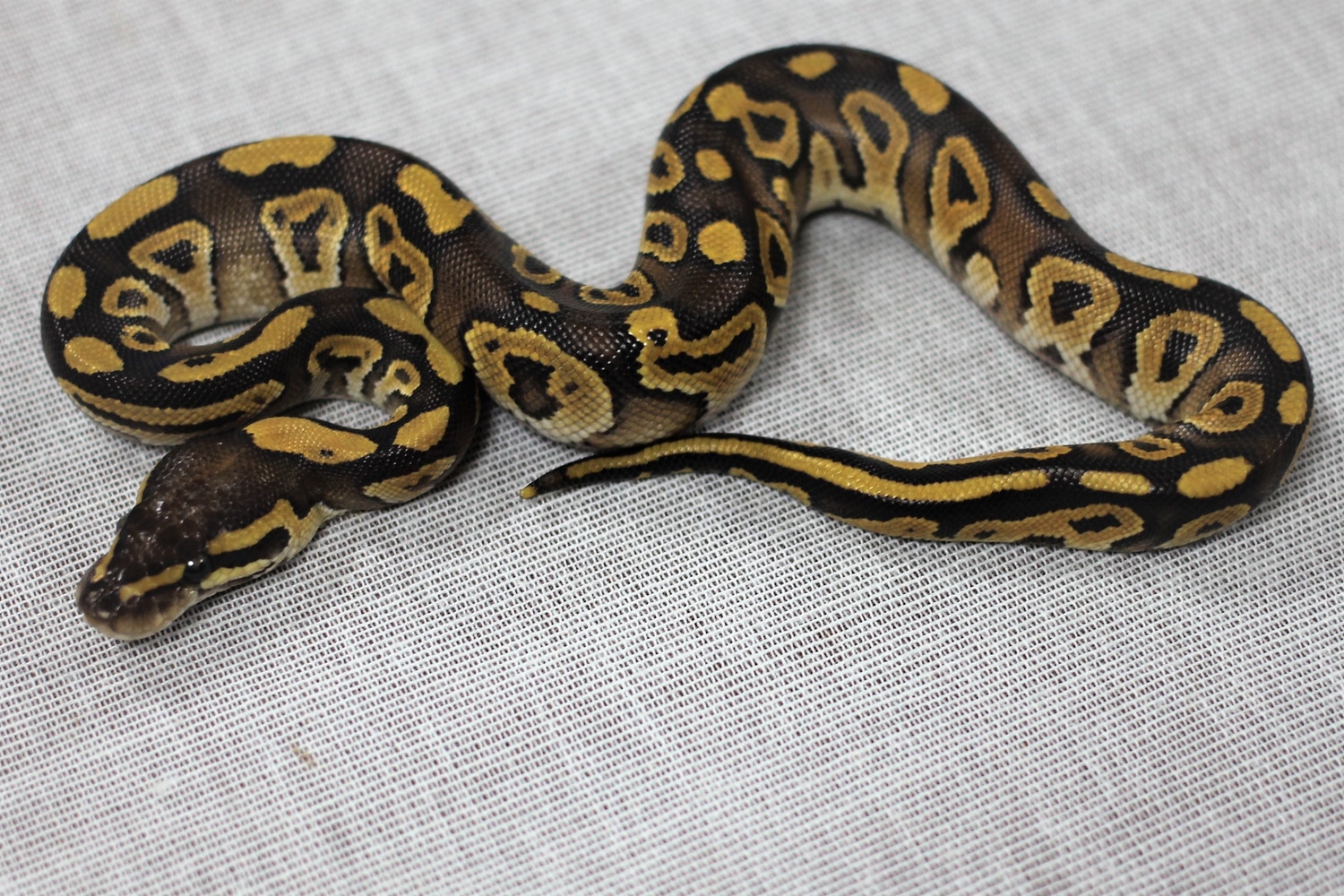 Bongo Het Clown Ball Python by SnakesSK - MorphMarket