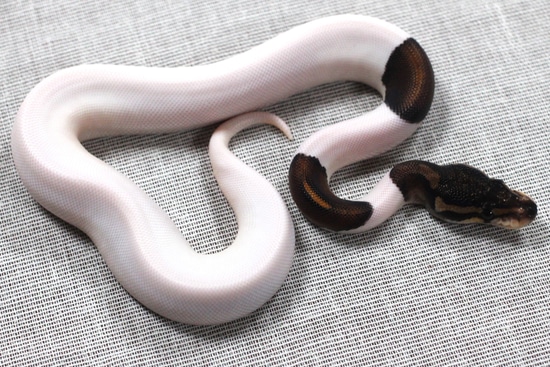 Black Pastel Piebald Het Lavender Albino Ball Python by SnakesSK