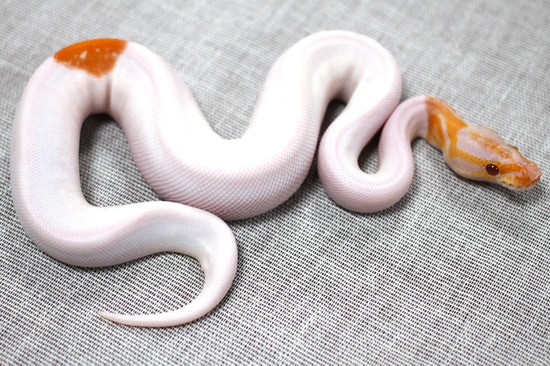 Black Pastel Dreamsicle Ball Python by SnakesSK