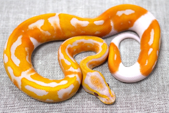 Dreamsicle Ball Python by SnakesSK