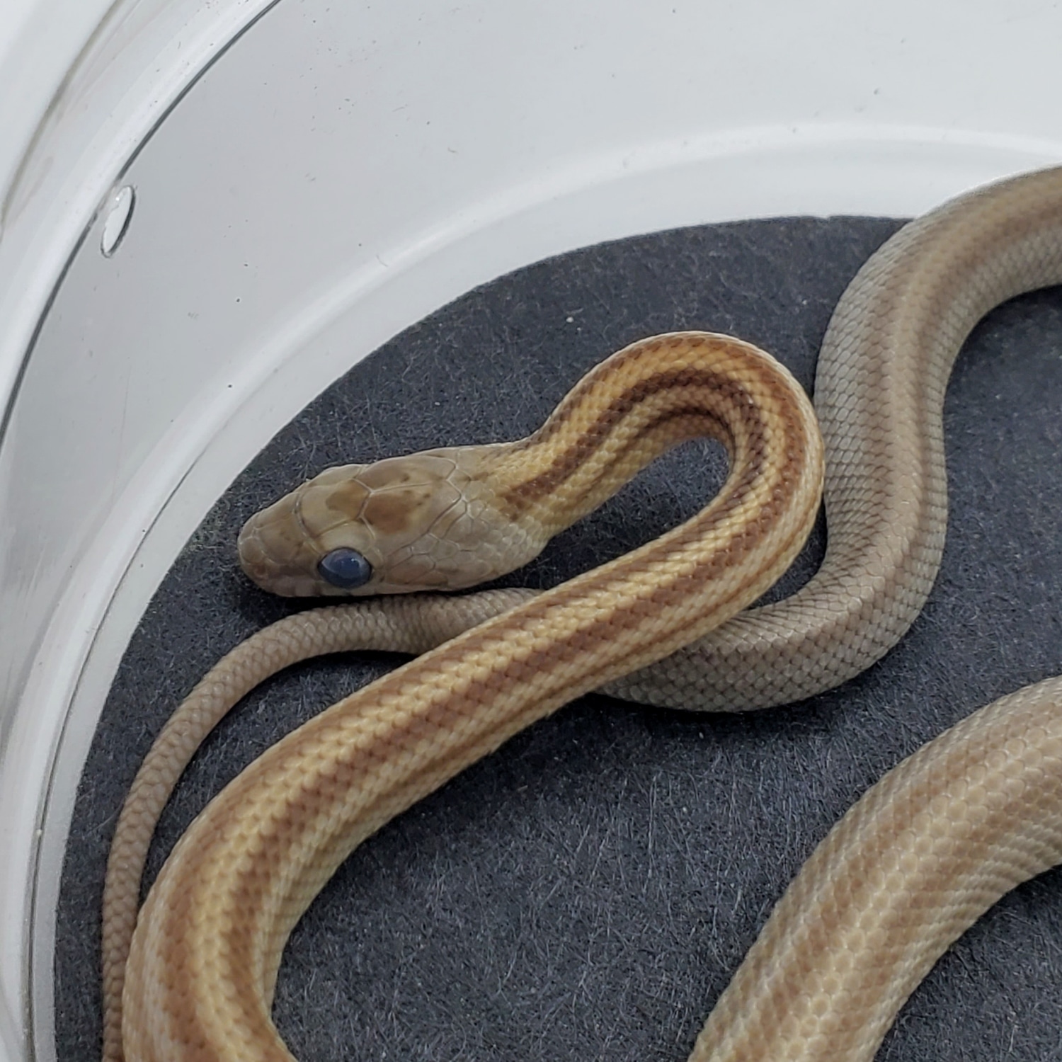 Caramel Stripe Corn Snake by Snakess n Lizzards - MorphMarket