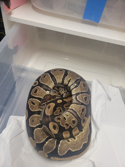 Black Pastel Trick Gravel Ball Python by Snakes Unleashed