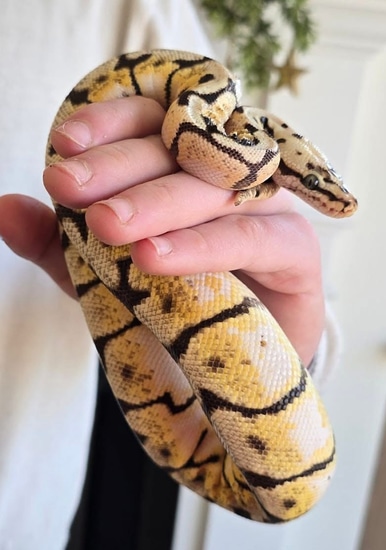 Bumblebee Ball Python by Cat 5 Reptiles