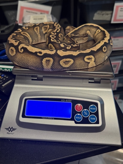 Mystic GHI Trick Ball Python by Cat 5 Reptiles
