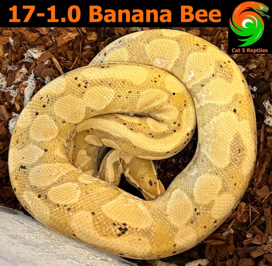 Proven Breeder-Banana Bee Ball Python by Cat 5 Reptiles