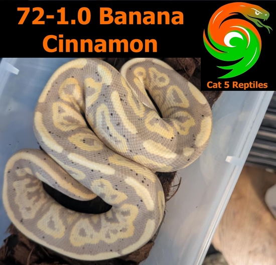 Banana Cinnamon Ball Python by Cat 5 Reptiles